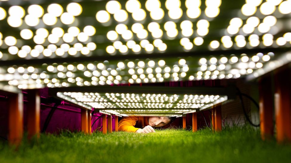 World Cup history will be made on this grass. These scientists have ...