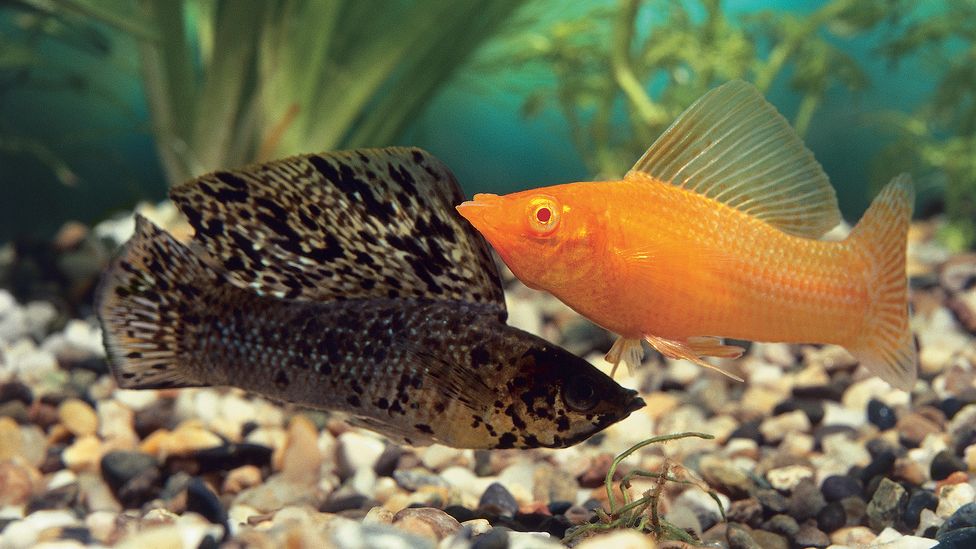 This fish species survived 100,000 years without males. Scientists ...