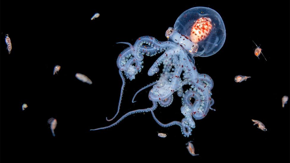 'The deep sea will come to me': The blackwater diver who photographs ...